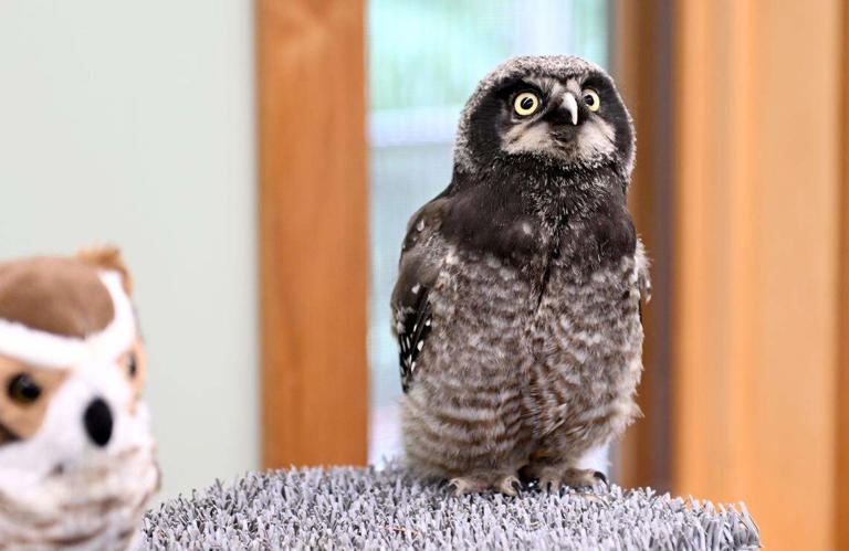 New Northern Hawk Owl chick marks several firsts at Shaver's Creek. How ...
