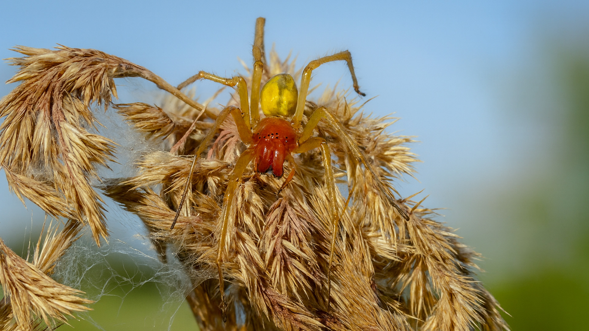 Battle of Venomous Spiders – Yellow Sac Spider