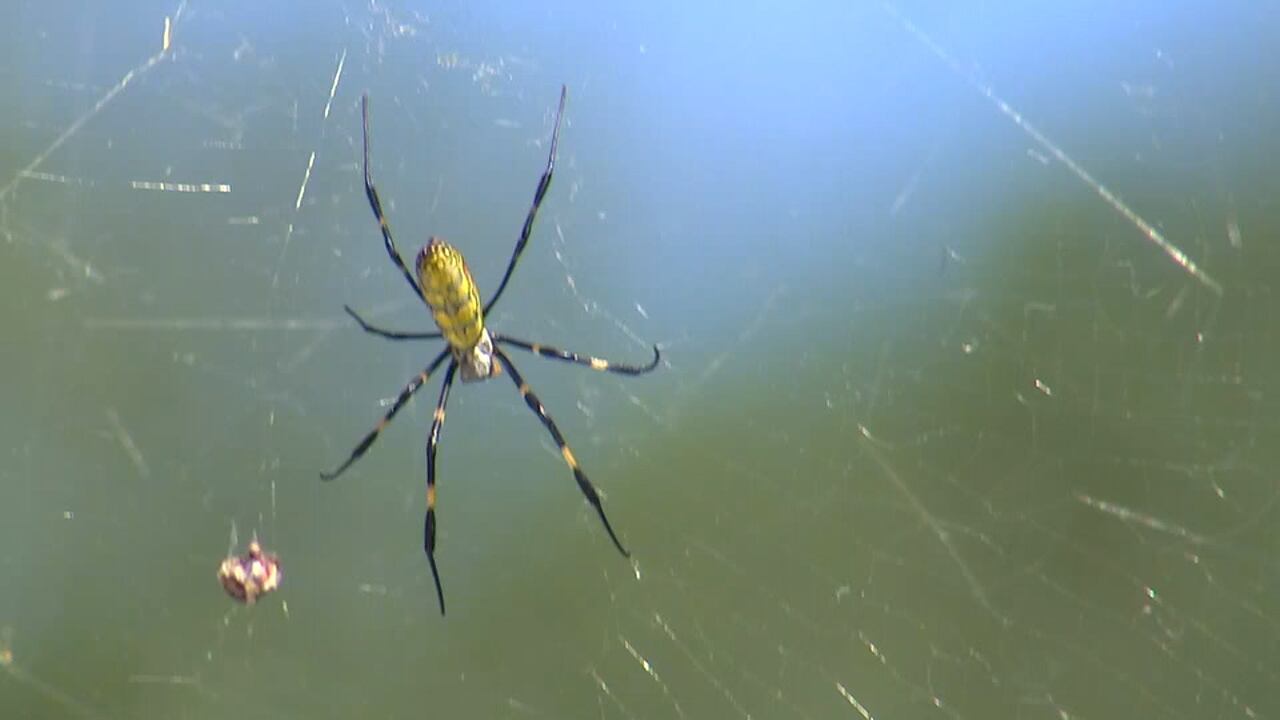 UGA research shows invasive species of spiders in Georgia may also be ...