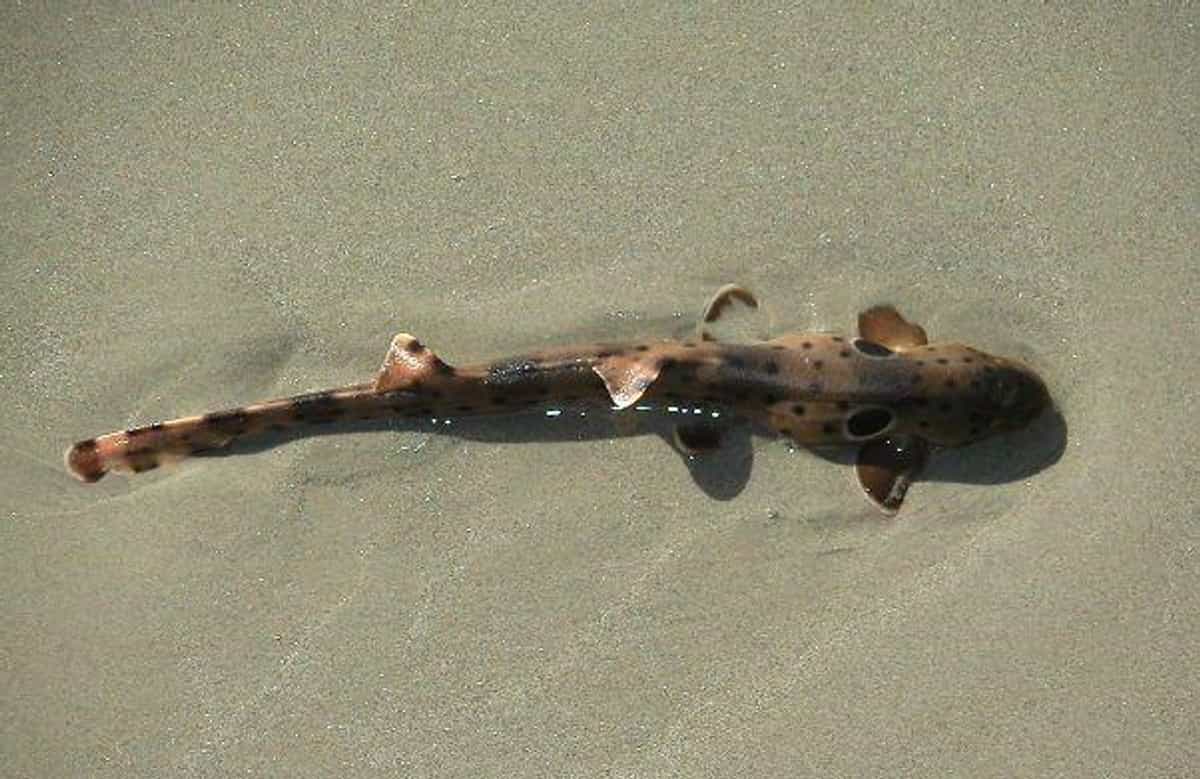 15 Shark Facts Most Don’t Know