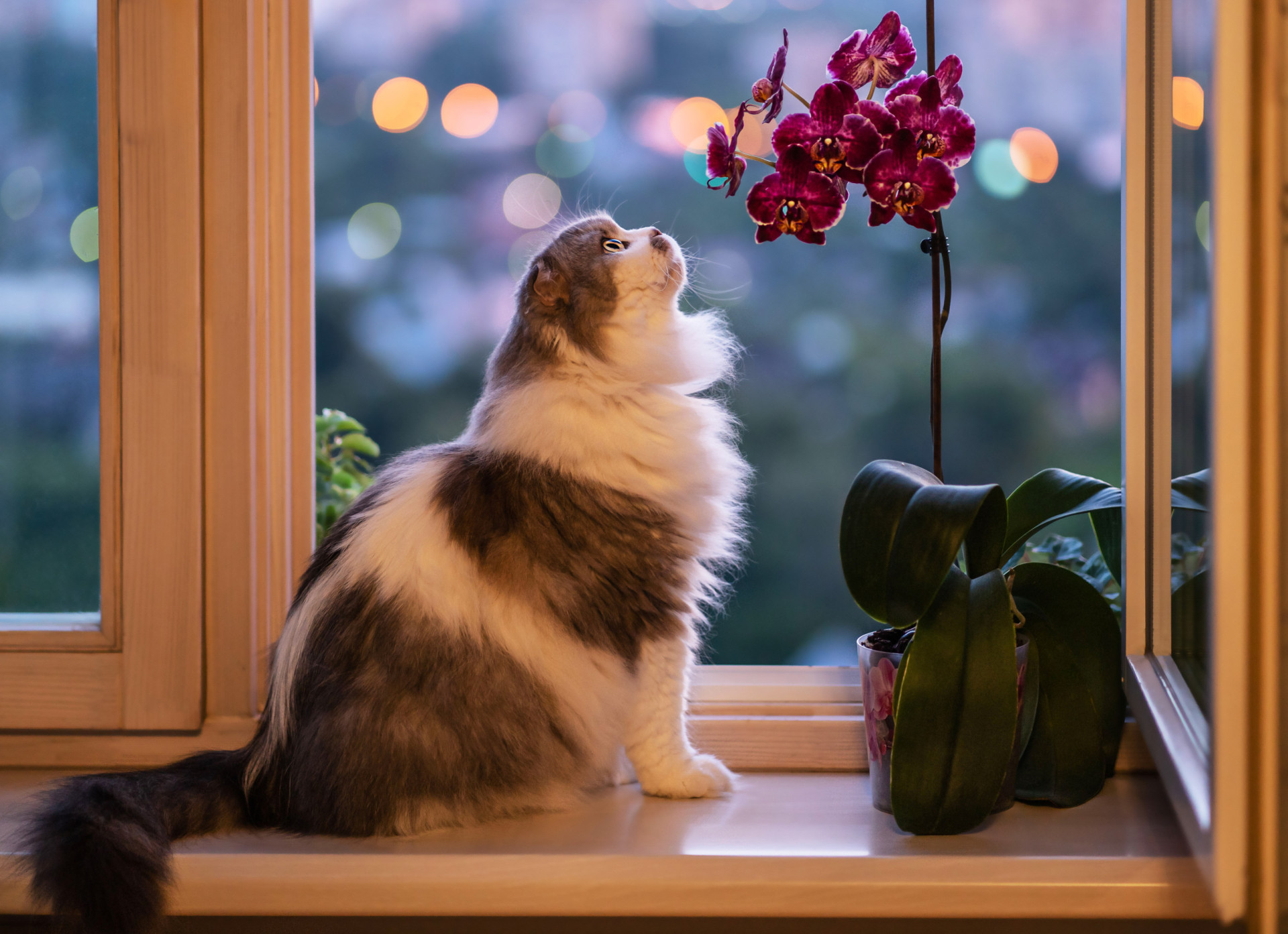 The best house plants to keep your home fresh