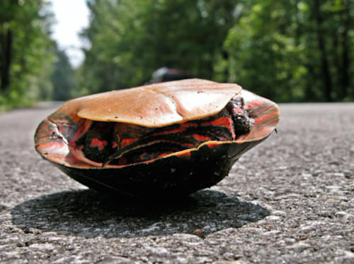 Taxi program goes the distance to pick up and rehab hurt turtles