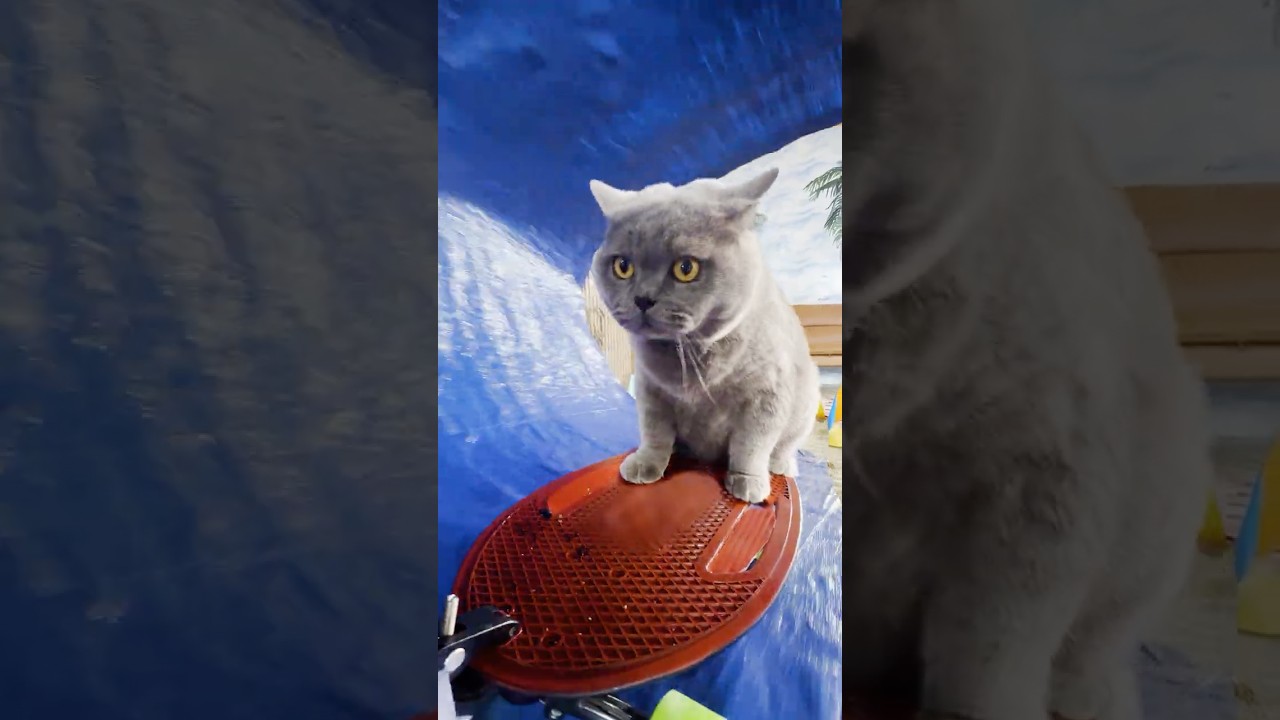 Cat Channels His Inner Stitch in Wholesome Disney Moment