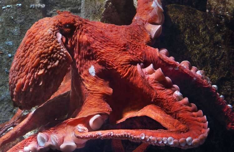 San Antonio aquarium under fire after venomous octopus injures 6-year-old