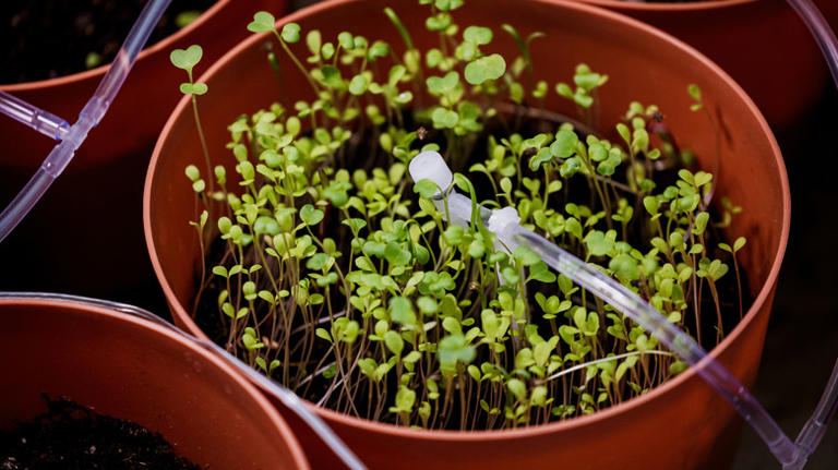 How To Use Drip Irrigation To Care For Planter Plants While You're Away