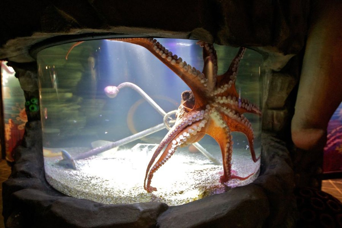 Boy injured in rare octopus incident at Texas aquarium