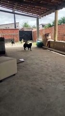 Protetora animal pede ajuda para cuidados com 34 cachorros em Caucaia