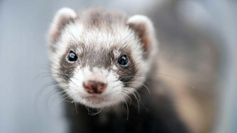 Why Do Pet Ferrets Smell? Understanding Their Natural Odor