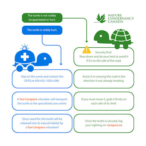 Taxi program goes the distance to pick up and rehab hurt turtles