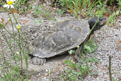 Taxi program goes the distance to pick up and rehab hurt turtles