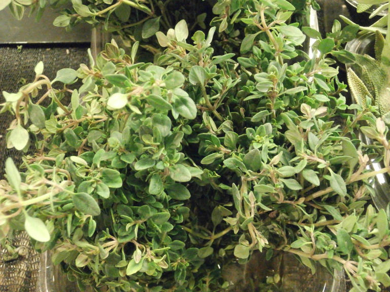 Guía completa del tomillo limón: características, cuidados y cultivo ...