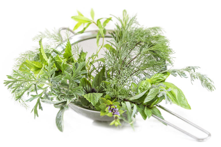 Cuidado y características del tomillo limón: cultivo, beneficios y usos