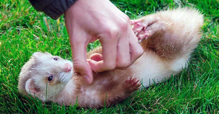Why Do Pet Ferrets Smell? Understanding Their Natural Odor