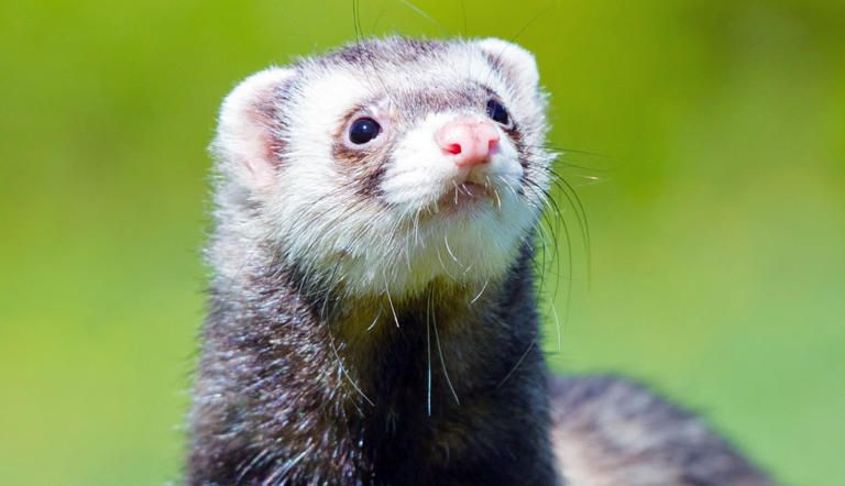 Why Do Pet Ferrets Smell? Understanding Their Natural Odor