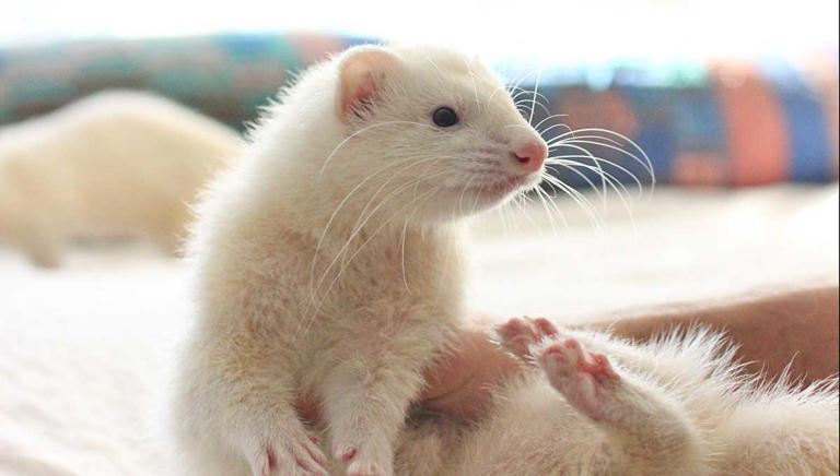 Why Do Pet Ferrets Smell? Understanding Their Natural Odor