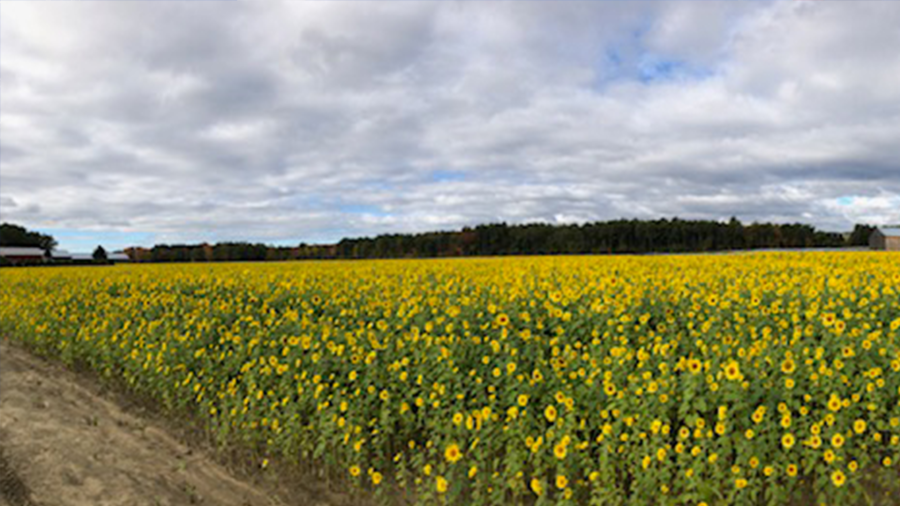 Celebrate National Sunflower Day: Pick your own sunflowers at these ...