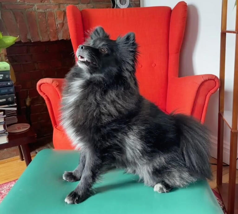 August 10th: National Spoil Your Dog Day