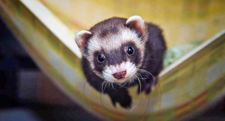 Why Do Pet Ferrets Smell? Understanding Their Natural Odor