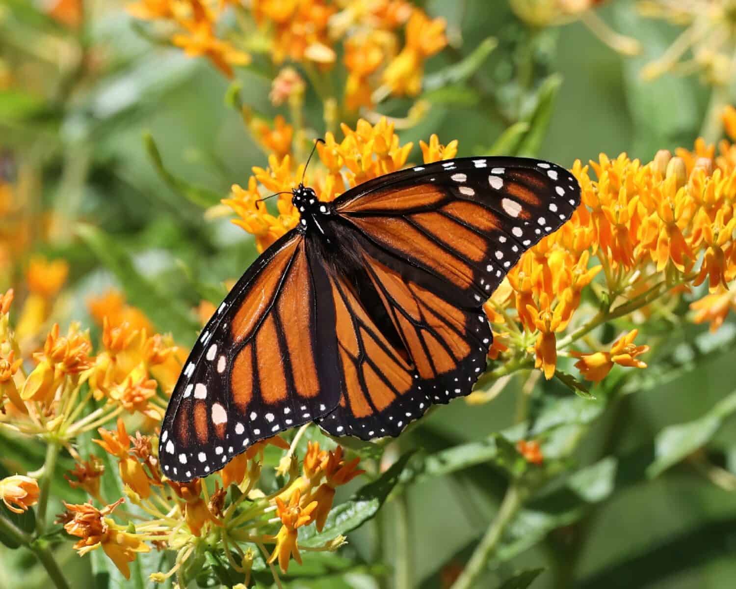 Flight of the Monarch: The Butterfly’s Amazing 3000 Mile Journey