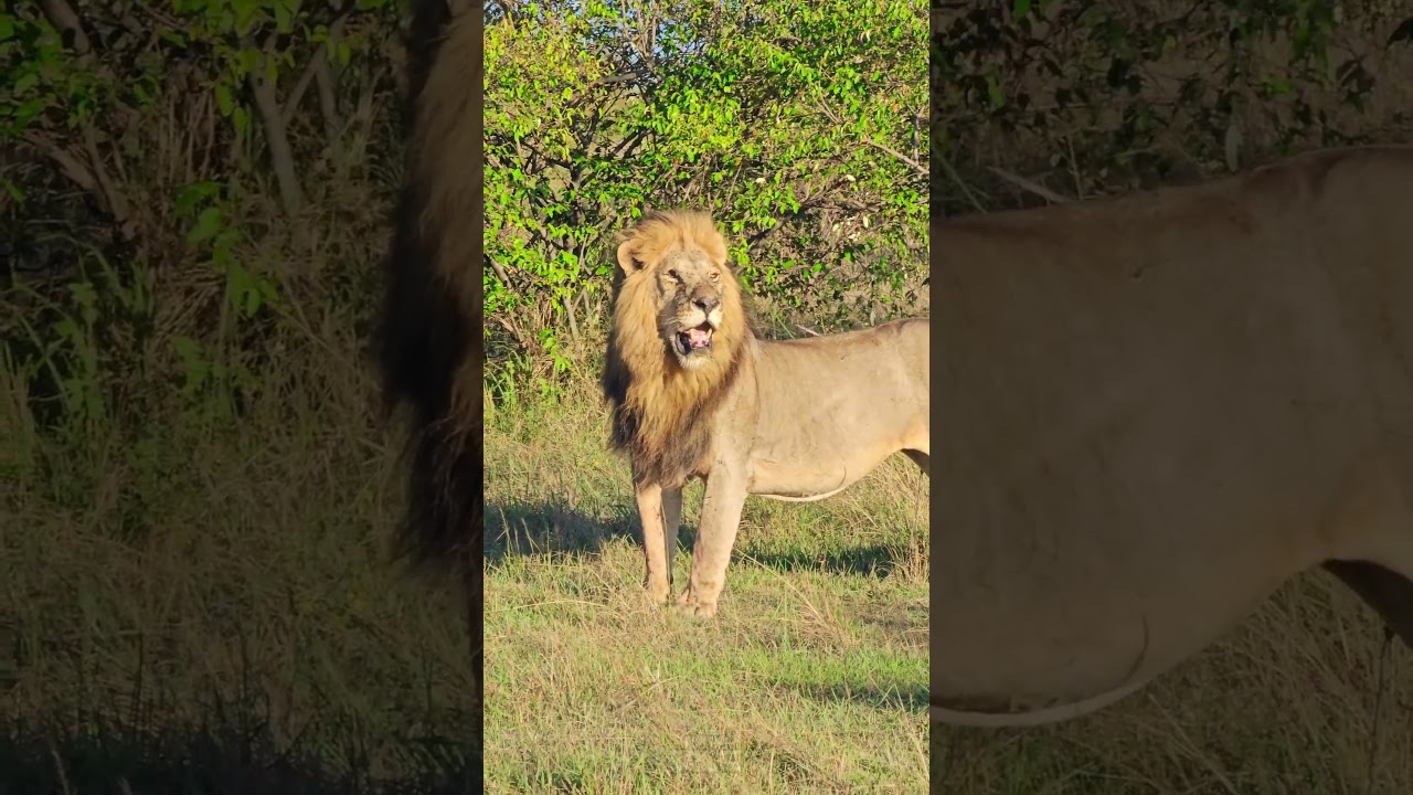 Marvel at majestic male lion patrolling wild savannah