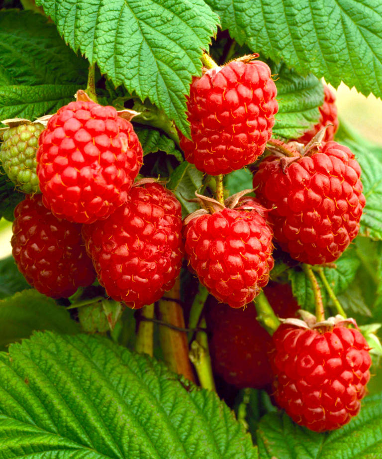 How to get a raspberry plant to fruit – 3 things a gardening expert ...