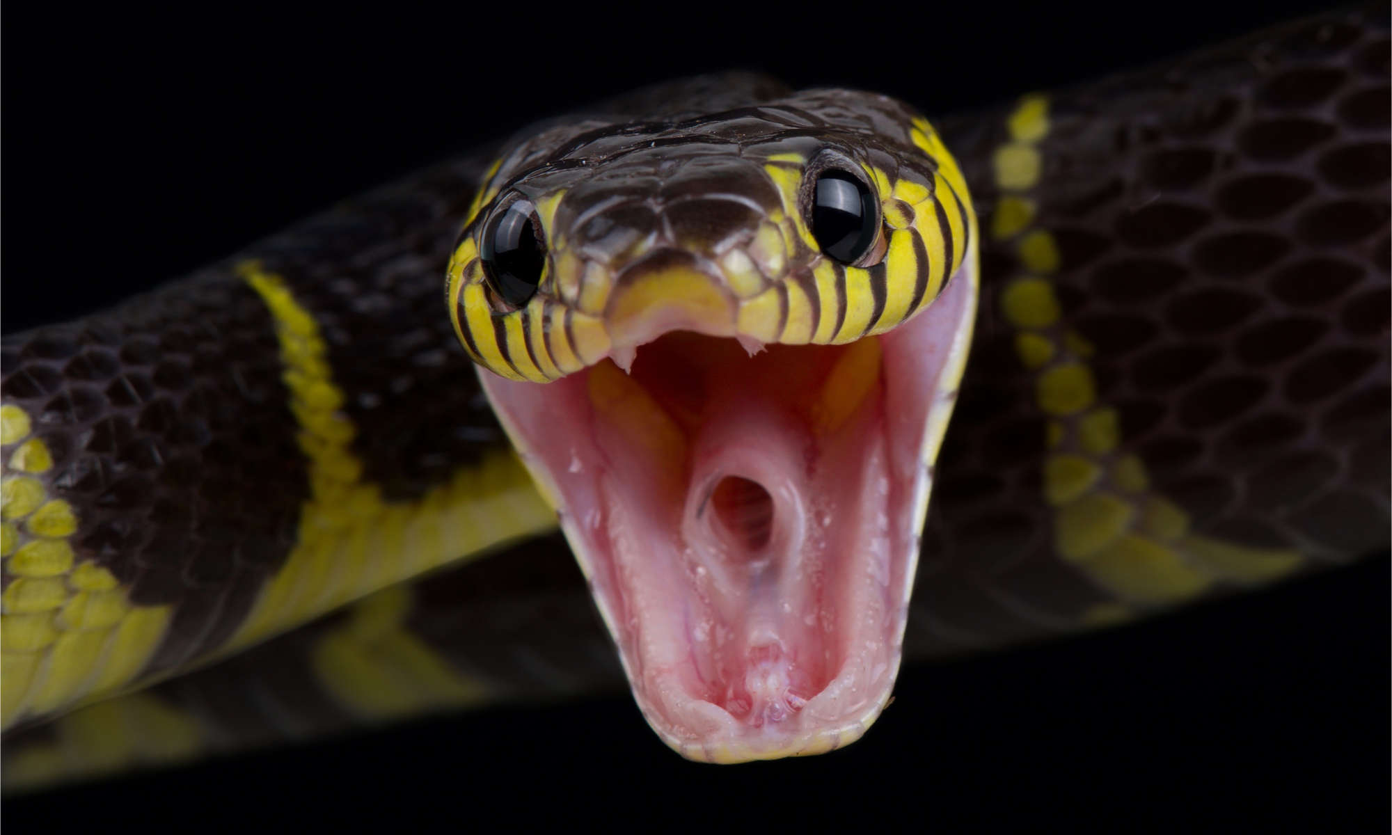 17 Deadly Snakes with Paralyzing Venom