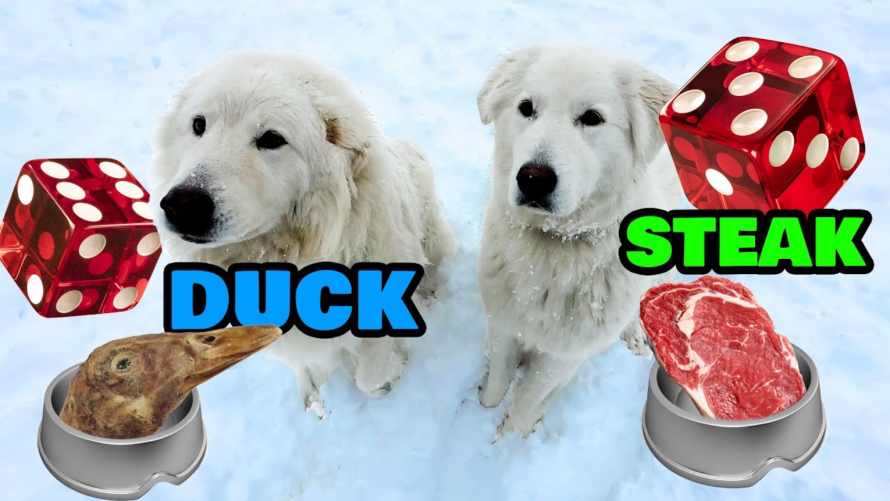 How Chance Decides What Farm Dogs Eat