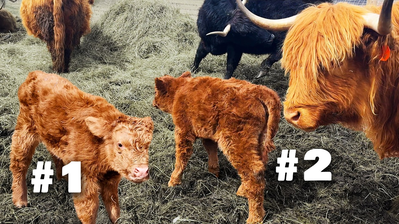 How I welcomed two more calves in less than 24 hours