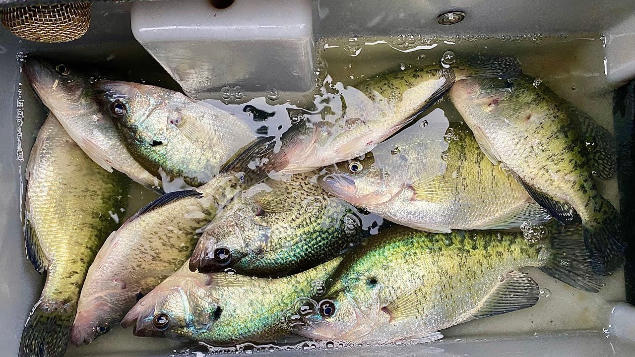 Spicy Fish Lunch from a Boatload of Slab Crappie