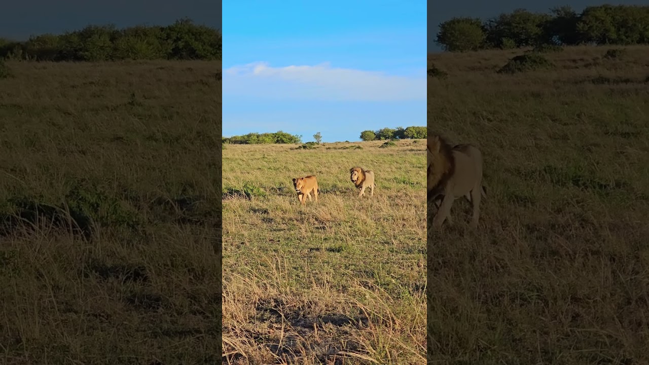 Join lions as they move slowly to shade in heat