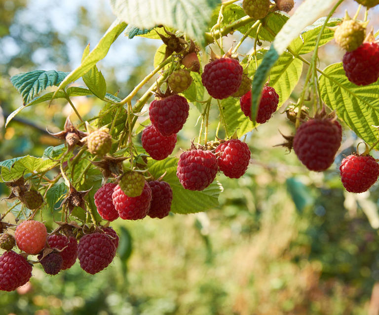 How to get a raspberry plant to fruit – 3 things a gardening expert ...