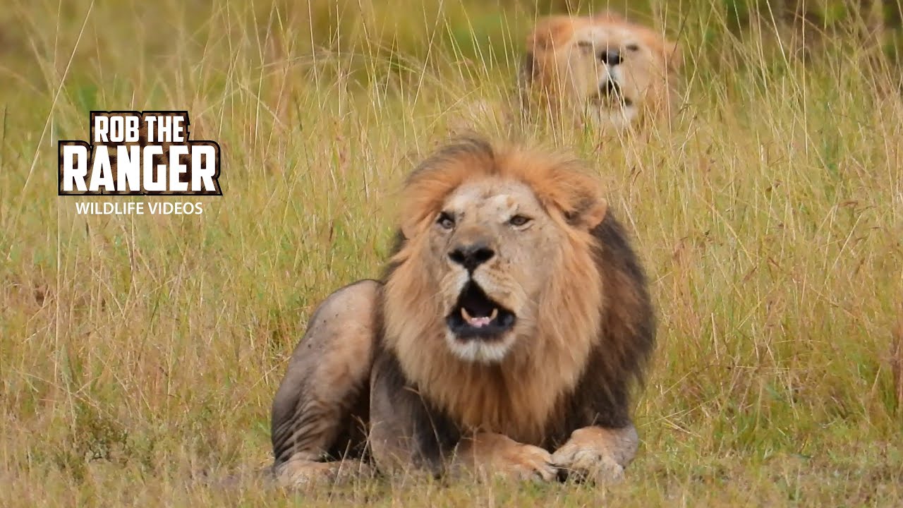 Two Lions Roar Together in Powerful Maasai Mara Moment