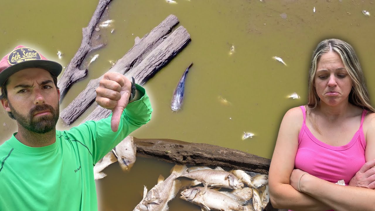 Massive fish dying in draining lake heartbreak exposed