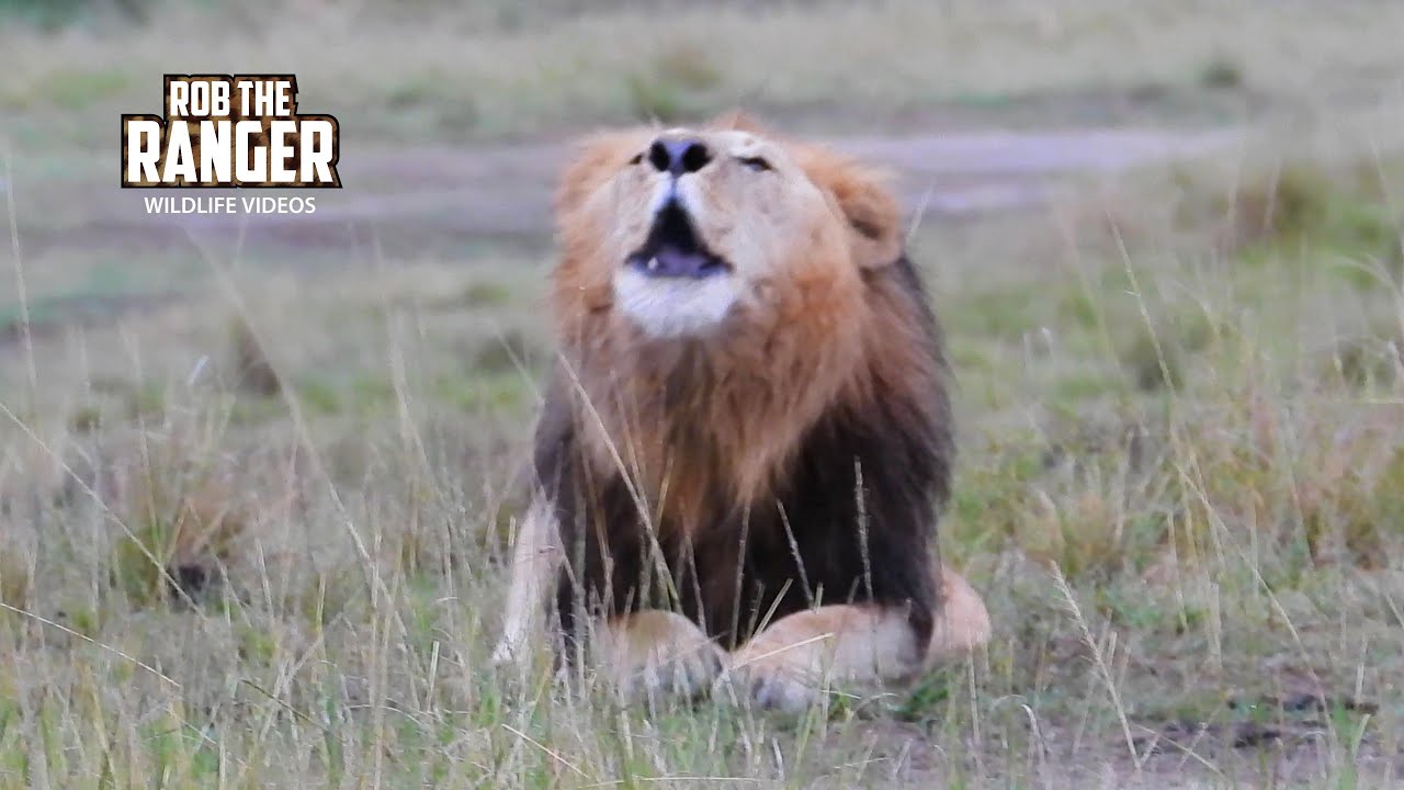 Lion Pride Roars Shake the African Morning Air