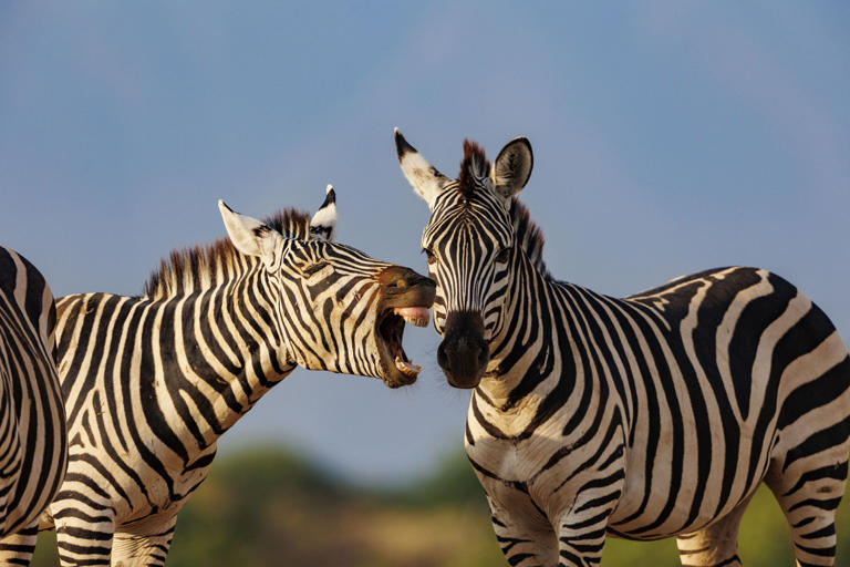 Három zebra elpusztult a Hatvanpuszta melletti területen