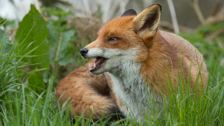 Fox tests positive for rabies in Griffin