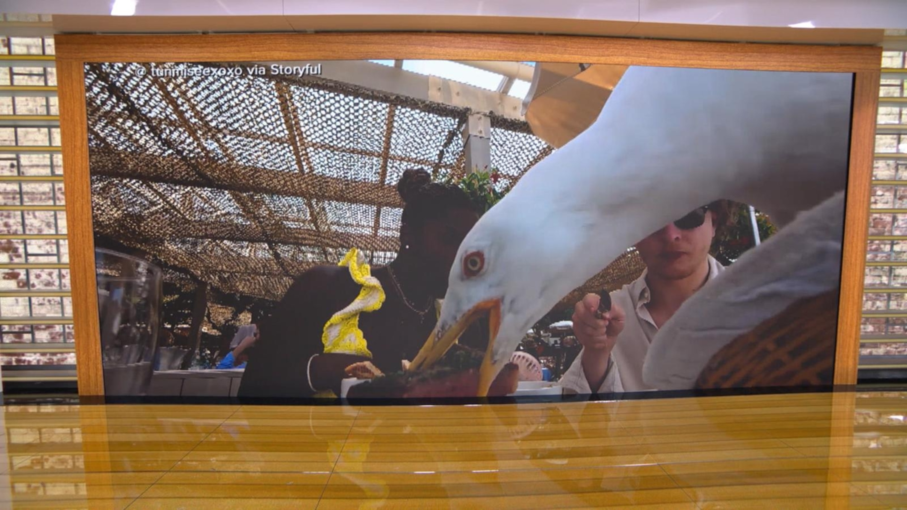 Seagull steals steak