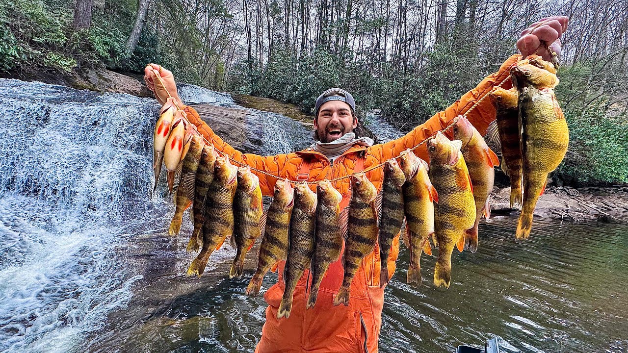 Waited 30 years to catch jumbo perch in remote mountain lake