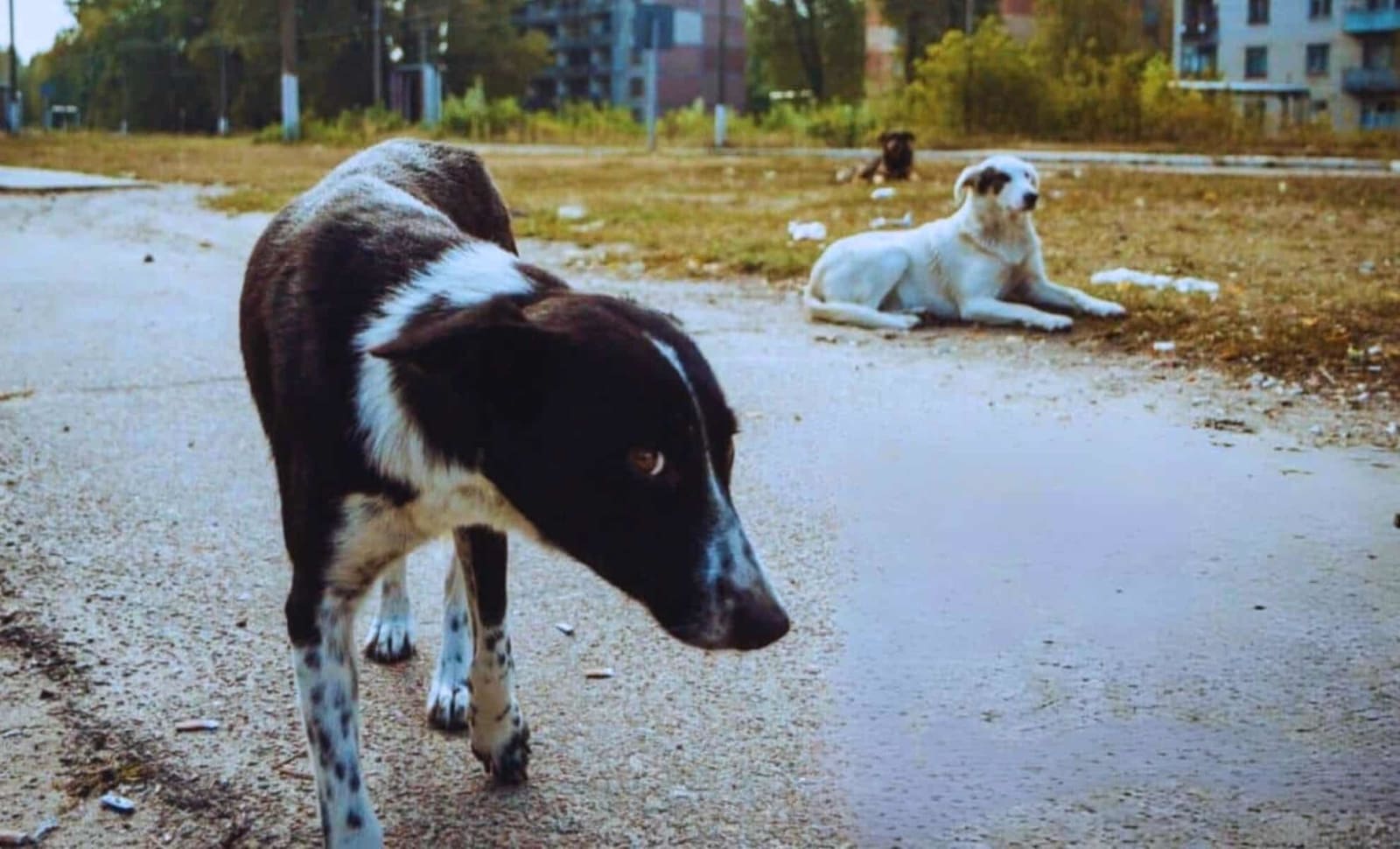 Chernobyl’s Dogs Are Transforming at Record Speed – What Radiation Is ...