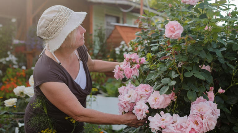 Gardeners Swear By Epsom Salt For Their Roses, But It May Not Be The ...