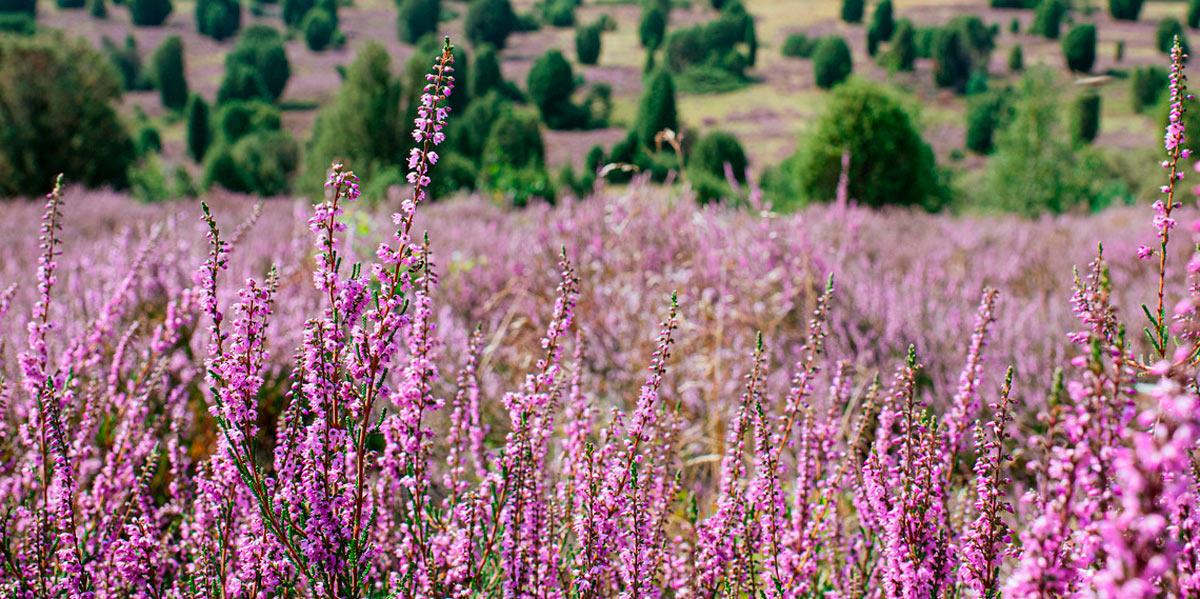 Guía completa sobre el cuidado de la Calluna: uso ornamental y medicinal
