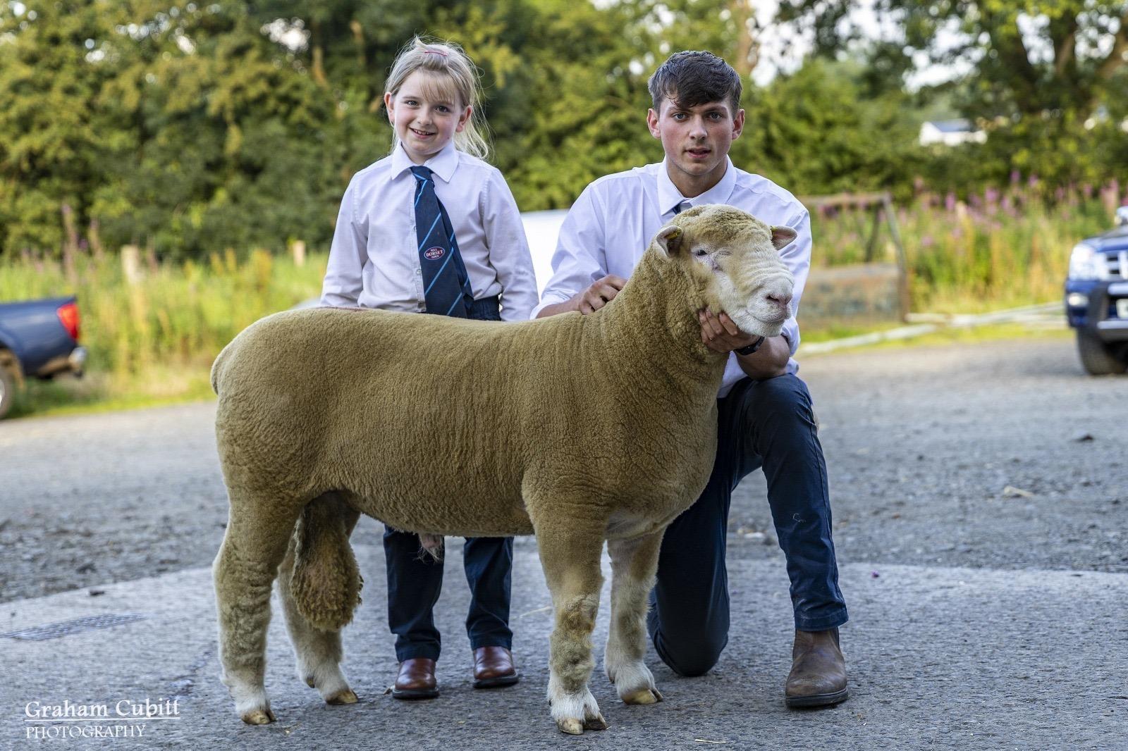 Ballymacnamee ewe lamb tops NI Dorset club premier sale at 2,700gns