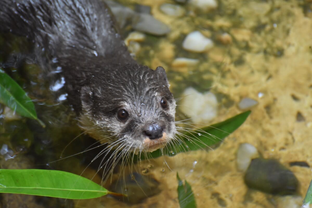 Latest Update on Status of North American River Otter Has People Cheering