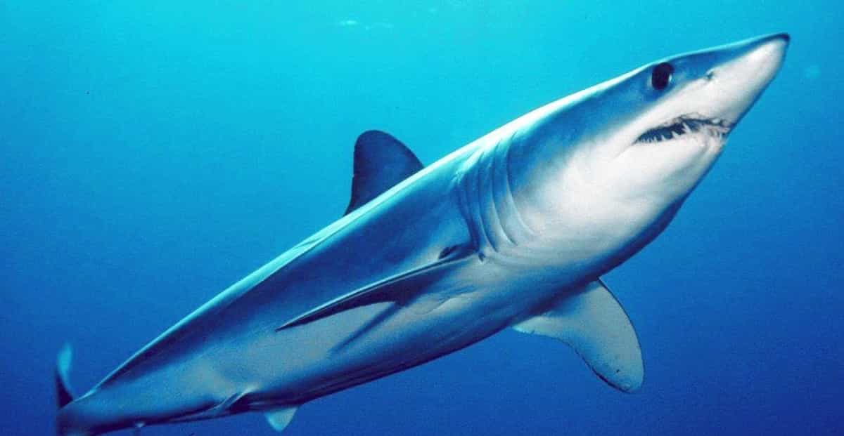 15 Shark Facts Most Don’t Know