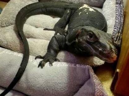 ‘Goose’ the illegally owned monitor lizard captured after sightings in CT