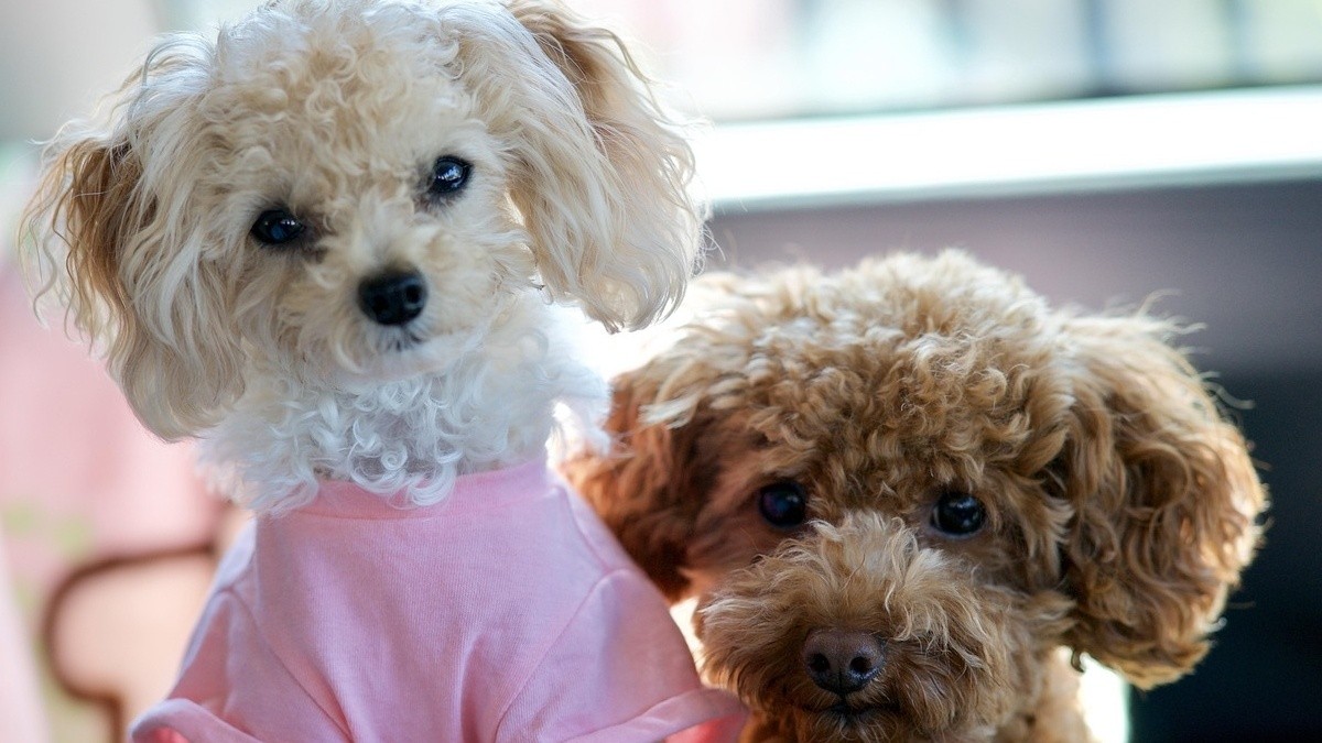 8 dog breeds that people with high IQs tend to prefer