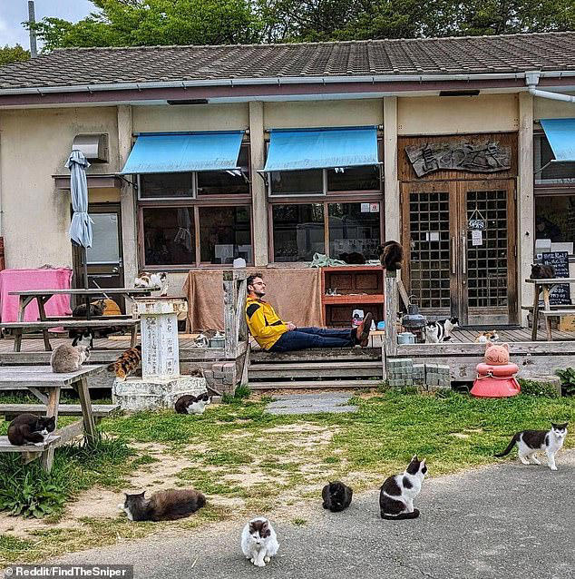 Feline photo leaves people scratching their heads - how many cats can ...