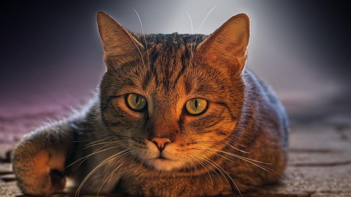 Strange cat behaviors that are actually signs of love