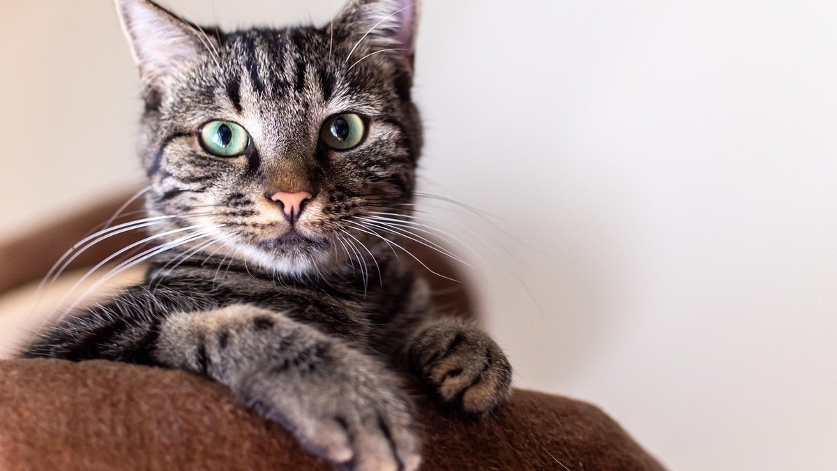 Strange cat behaviors that are actually signs of love