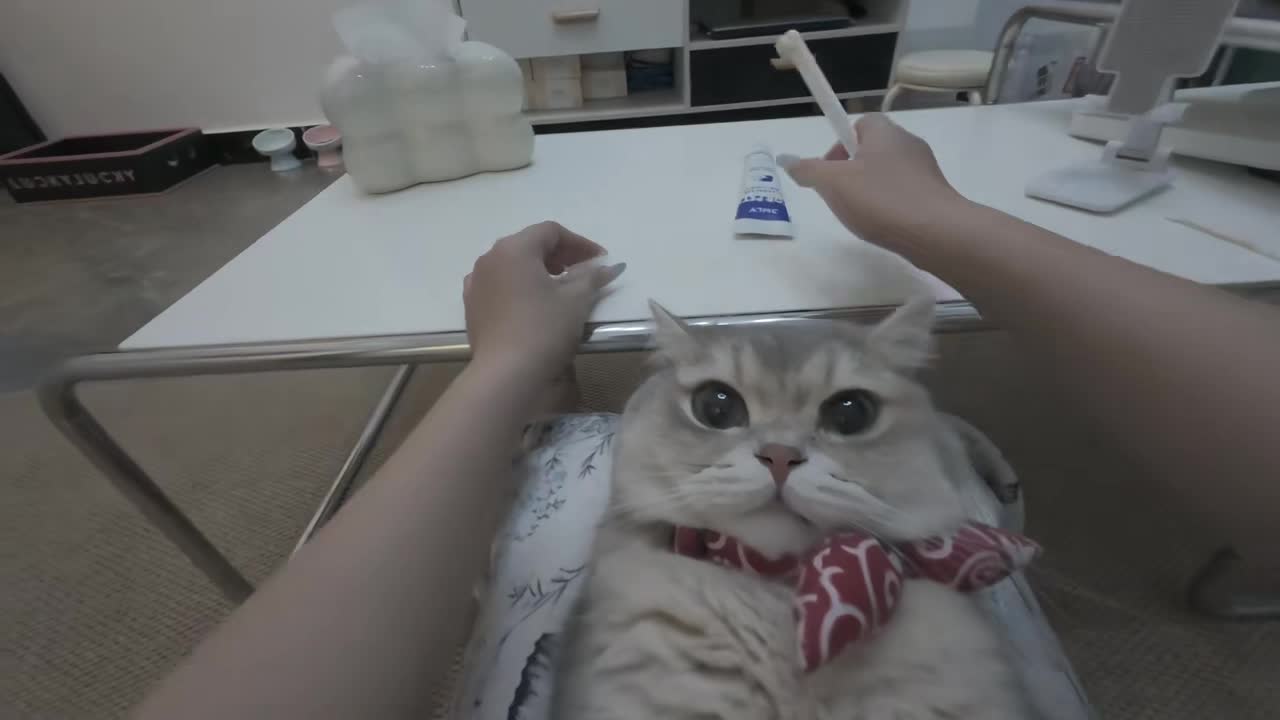 Cat calmly gets its teeth brushed in Guangdong, China